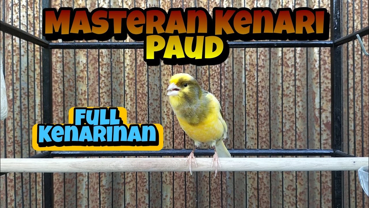 Masteran Kenari Paud Gacor Panjang Durasi 1 Jam‼️Cocok Untuk Kenari ...