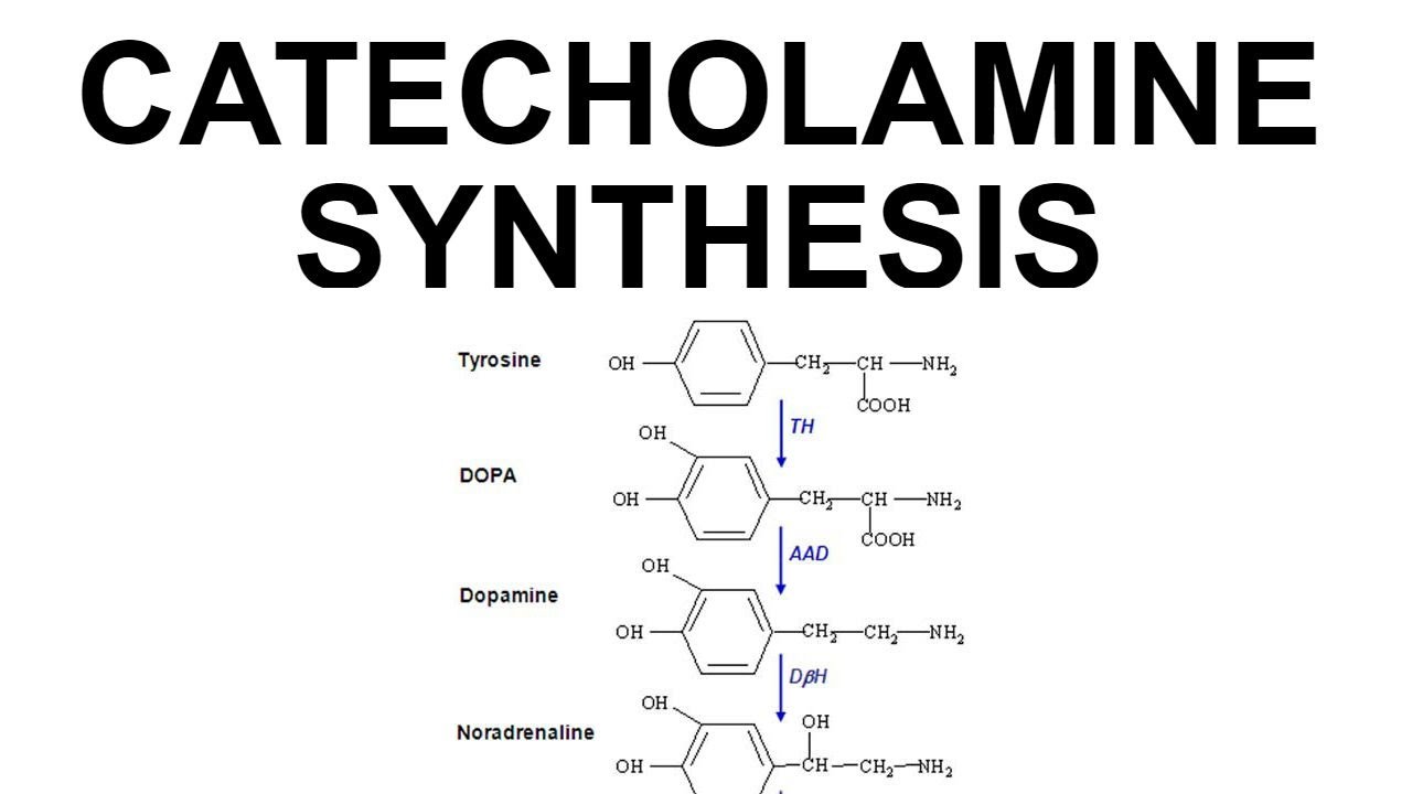 Catecholamine Synthesis Youtube