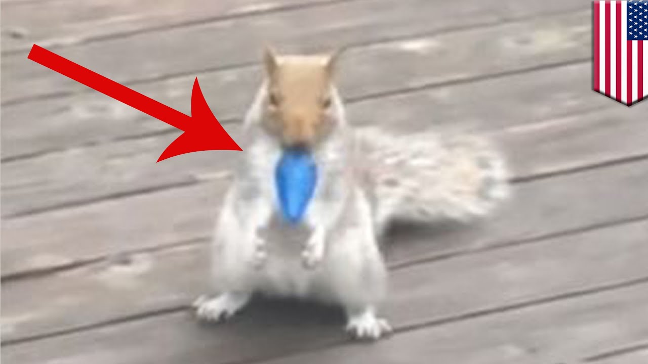Squirrel bulb bandit: sneaky squirrel makes off with 150 Christmas ...