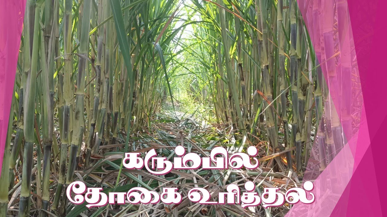 கரும்பில் தோகை உரித்தல் /Sugarcane detrashing - YouTube