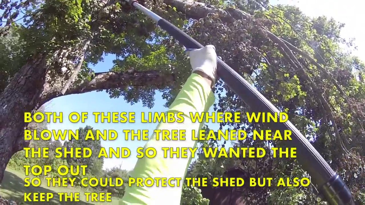 "Hazardous Topped Maple Tree" - Part 1 - YouTube
