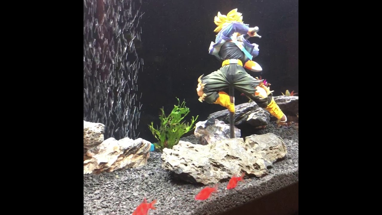 Starfire Red GloFish Tigerbarbs - YouTube