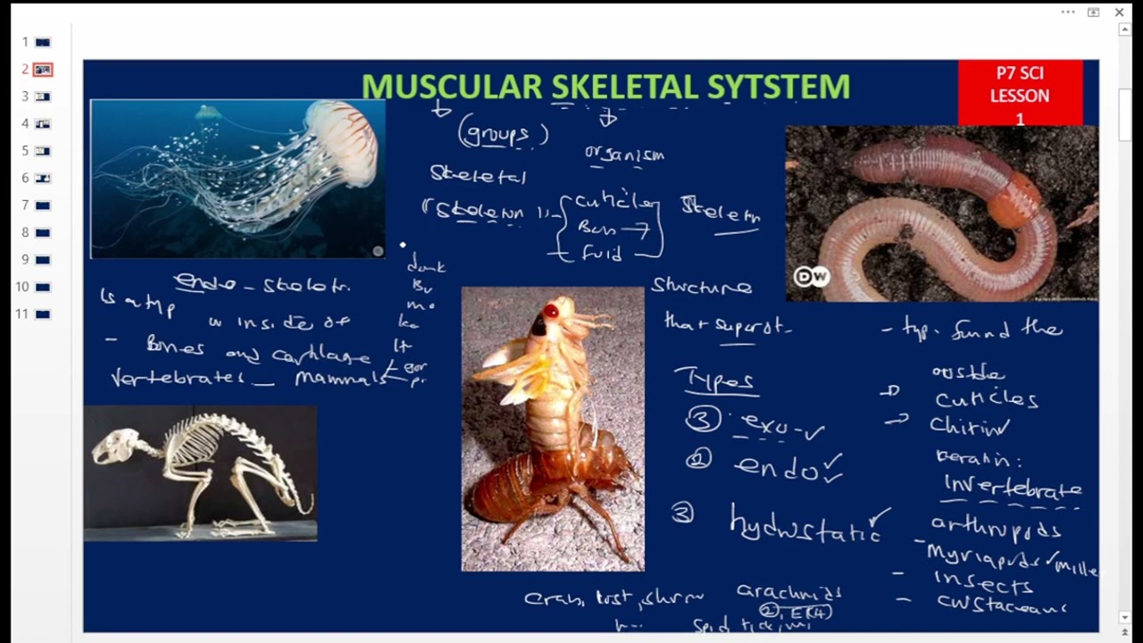 7th Grade Science Skeletal System Your Skeletal System 7th Grade