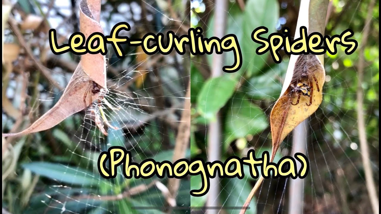 Leaf-curling Spiders/Phonognatha (Australia 2019) - YouTube