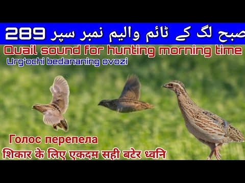 quail bird sound /quail sound male/ sounds quail/100 quail sound/quail ...