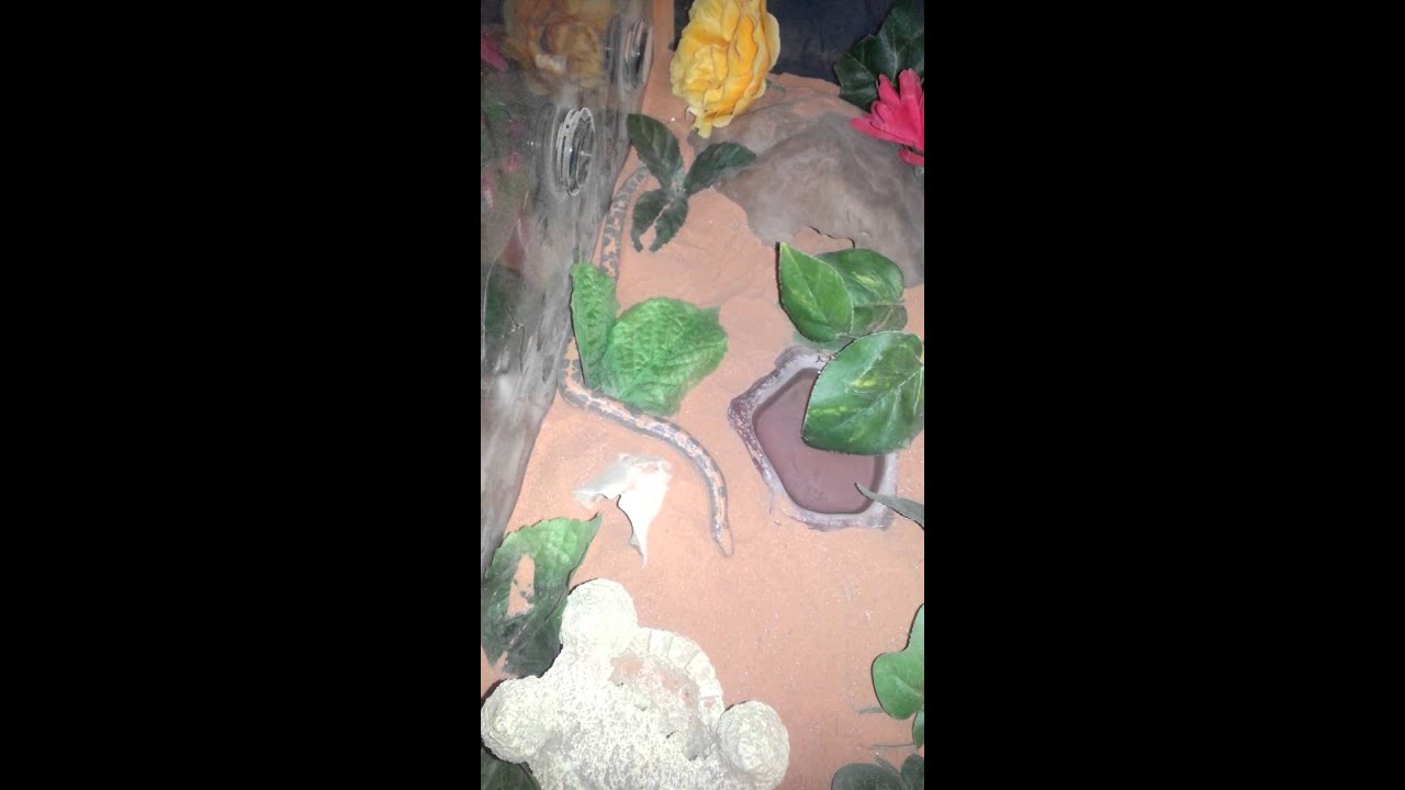 kenyan sand boa setup (Micro) - YouTube