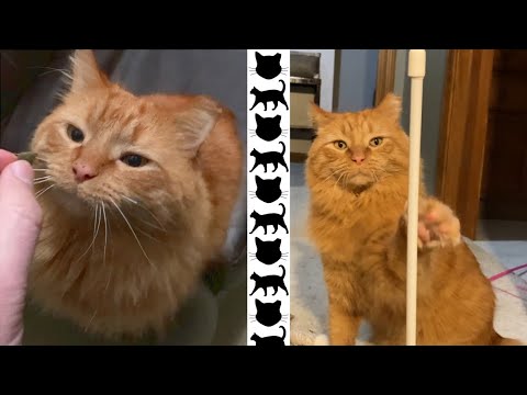 Cinnabon The Affectionate Cat - YouTube