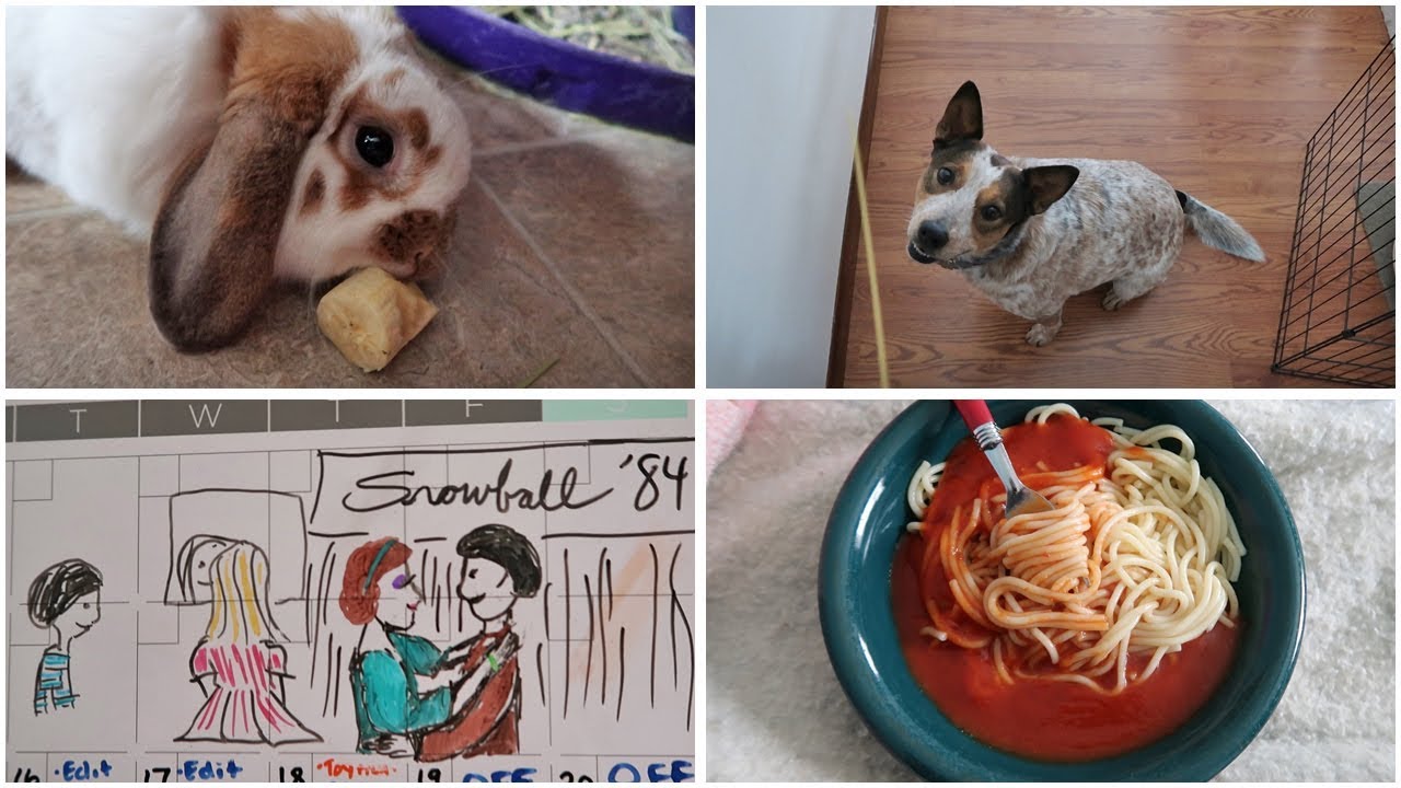 Rabbit Eating a Banana, Dog Eating Pasta and the Best Pet Gate! - YouTube