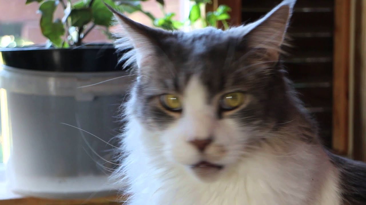 Hallo Allerseits! - YouTube