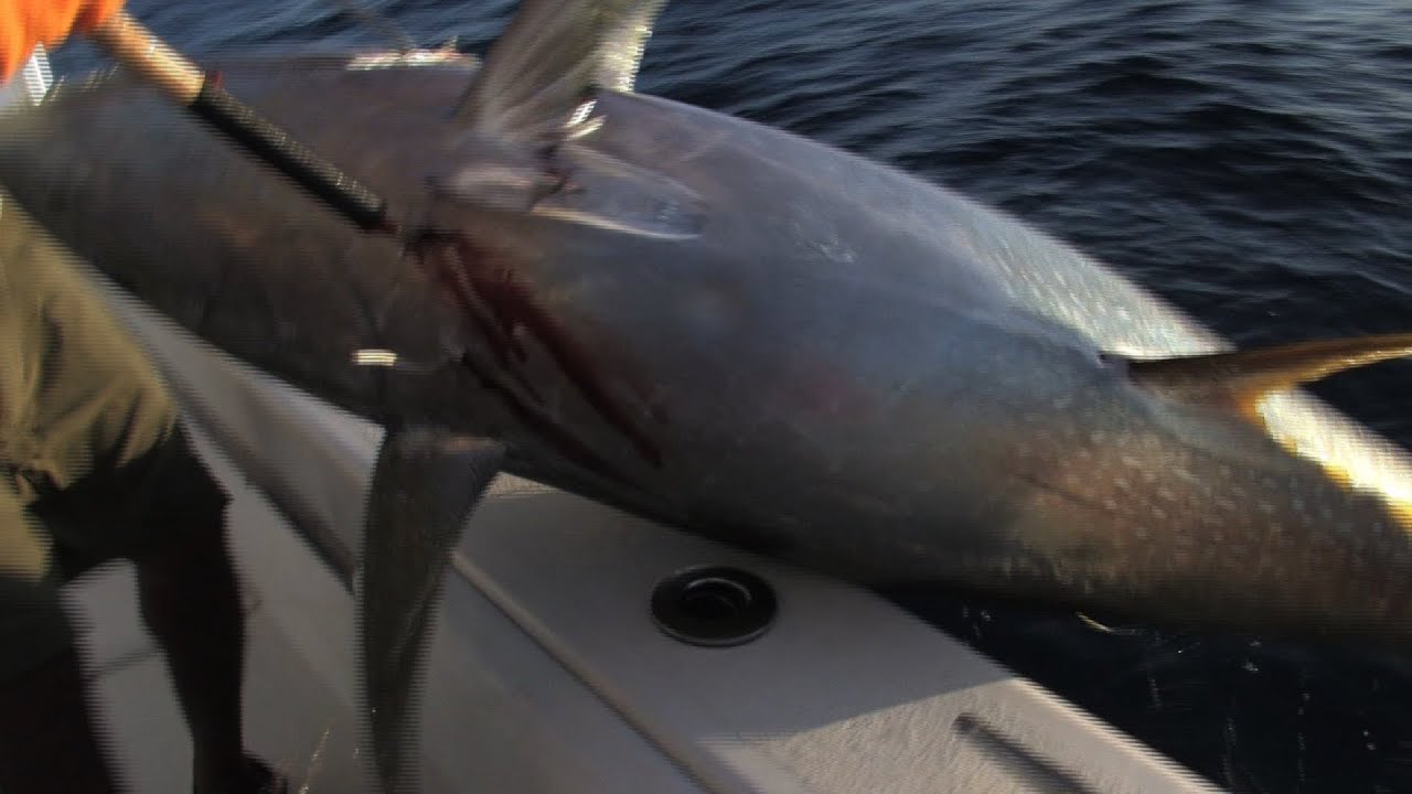 Monster Yellowfin Tuna - YouTube