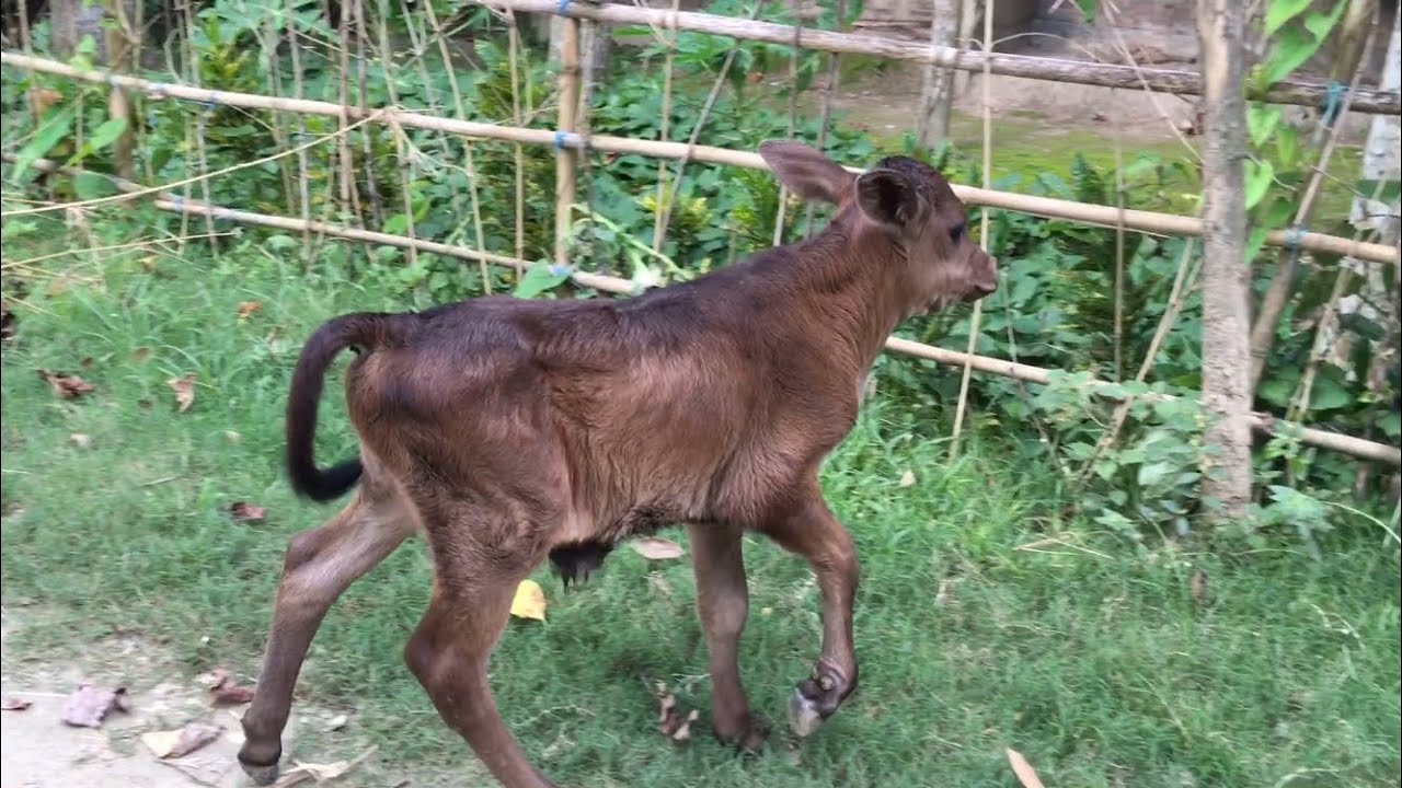 Baby Cow’s First week || Calf Dance || Natural Beauties - YouTube