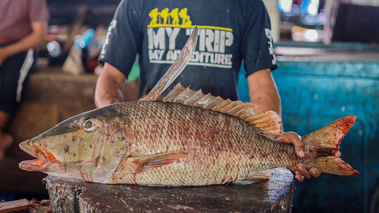 Snapper Cutting Skills ~Cutting TV Fish - YouTube