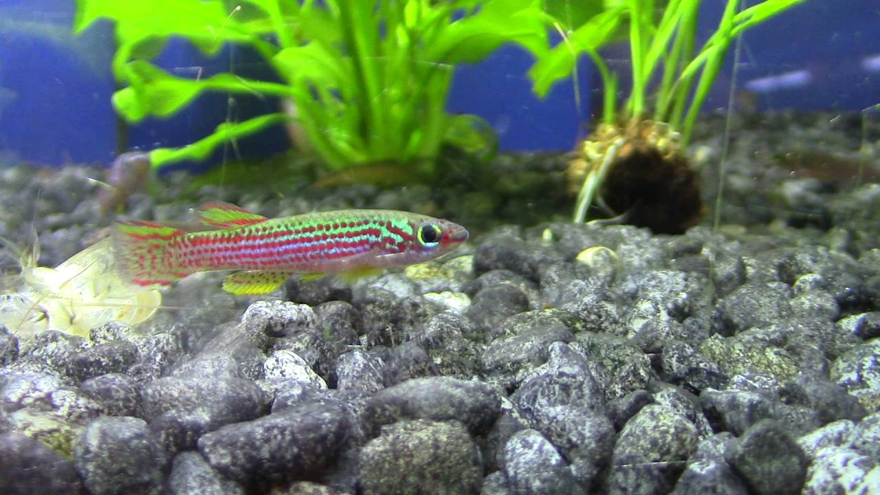 Killifish At Finatics Aquarium - YouTube