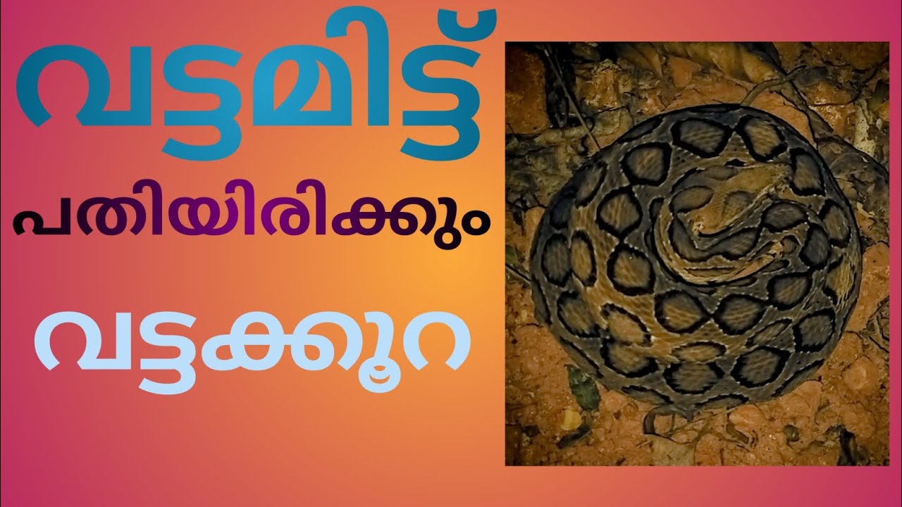 #snakemaster #chenathandan #vattakkoora - YouTube