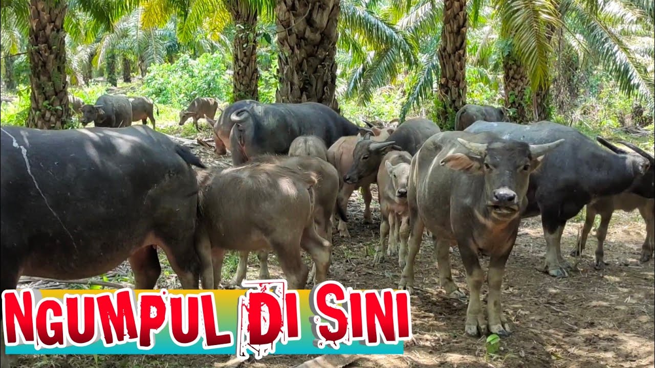 TERNAK KERBAU DI KALIMANTAN , seperti ini asyik nya - YouTube