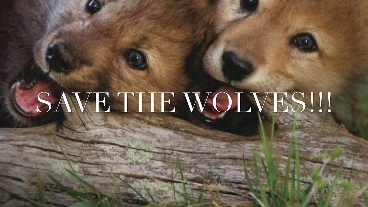 SAVE THE WOLVES - YouTube