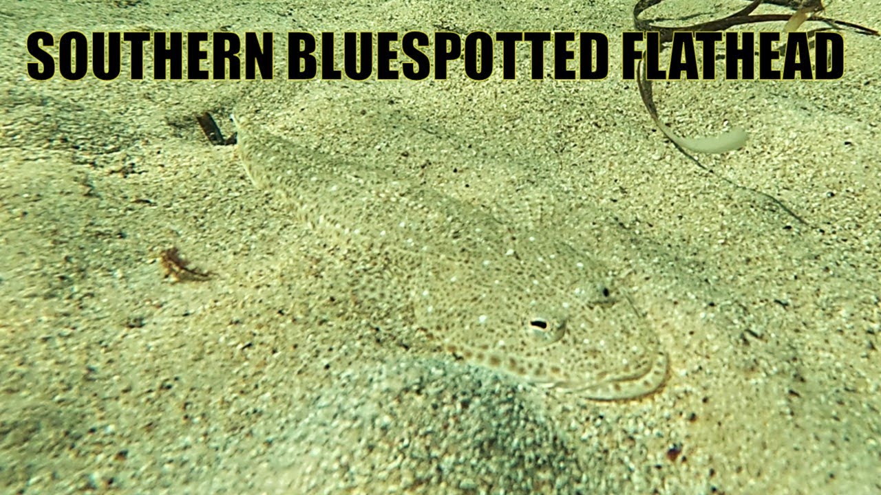 Short: Flathead - masters of camouflage - YouTube