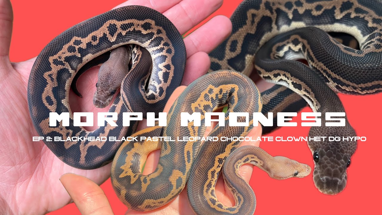MORPH MADNESS: BLACKHEAD BLACK PASTEL LEOPARD CHOCOLATE CLOWN HET DG HYPO BALL PYTHON! MEGATRON ...