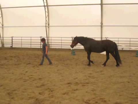 Teach Your Horse to Jump Calmly, Free-Jumping Welsh Cob mare - YouTube