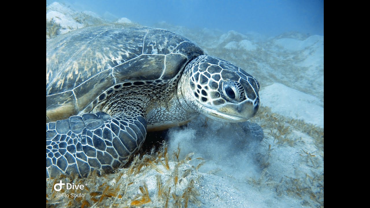 Plongée Mer rouge Diving Red sea Marsa Alam 2019 - YouTube
