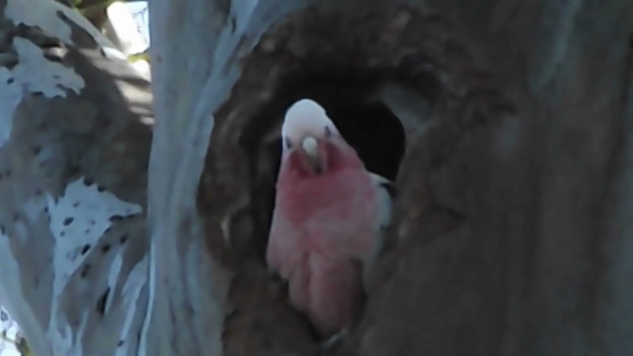 Amazing Australian Birds | Nesting Galahs | Watch Australian Birds ...