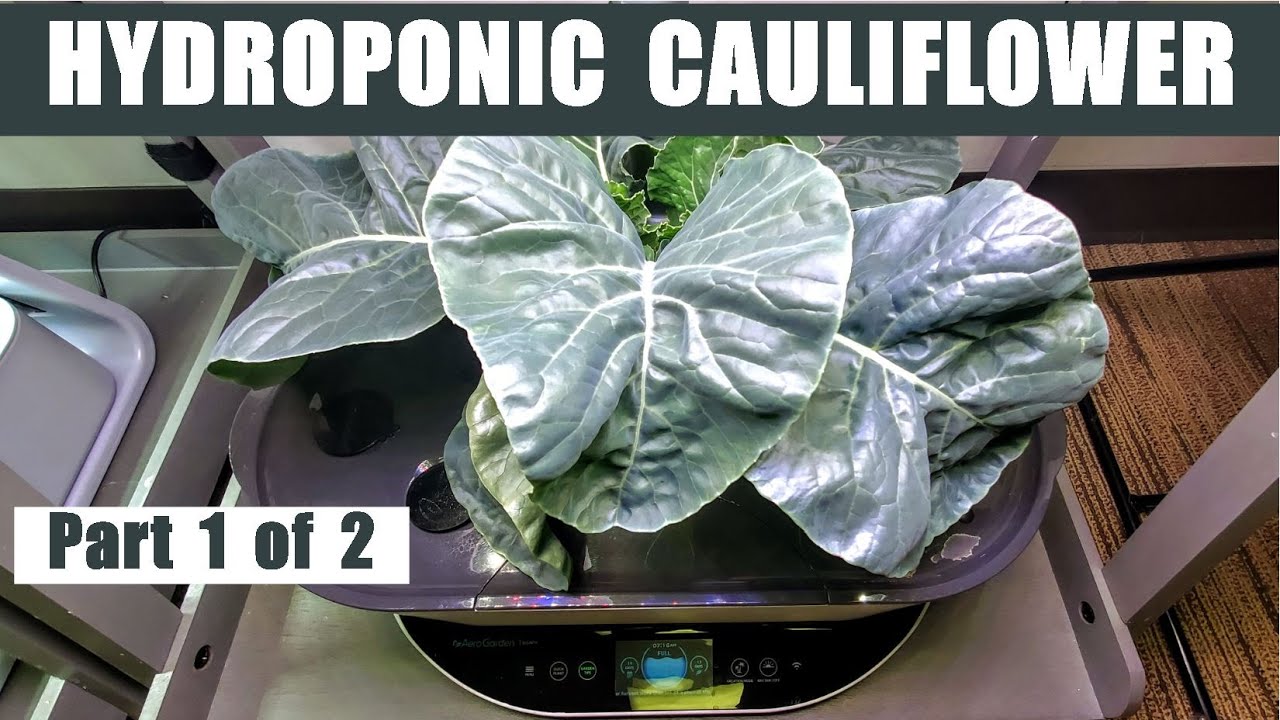 HYDROPONIC CAULIFLOWER PART 1 OF 2 - YouTube