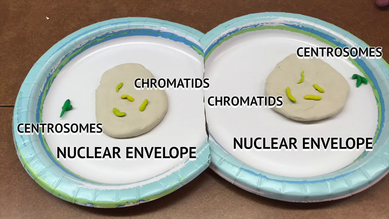 Cell Cycle Project - YouTube