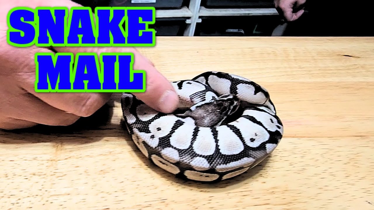 What are we sending out?? Snakes getting a new home!! - YouTube