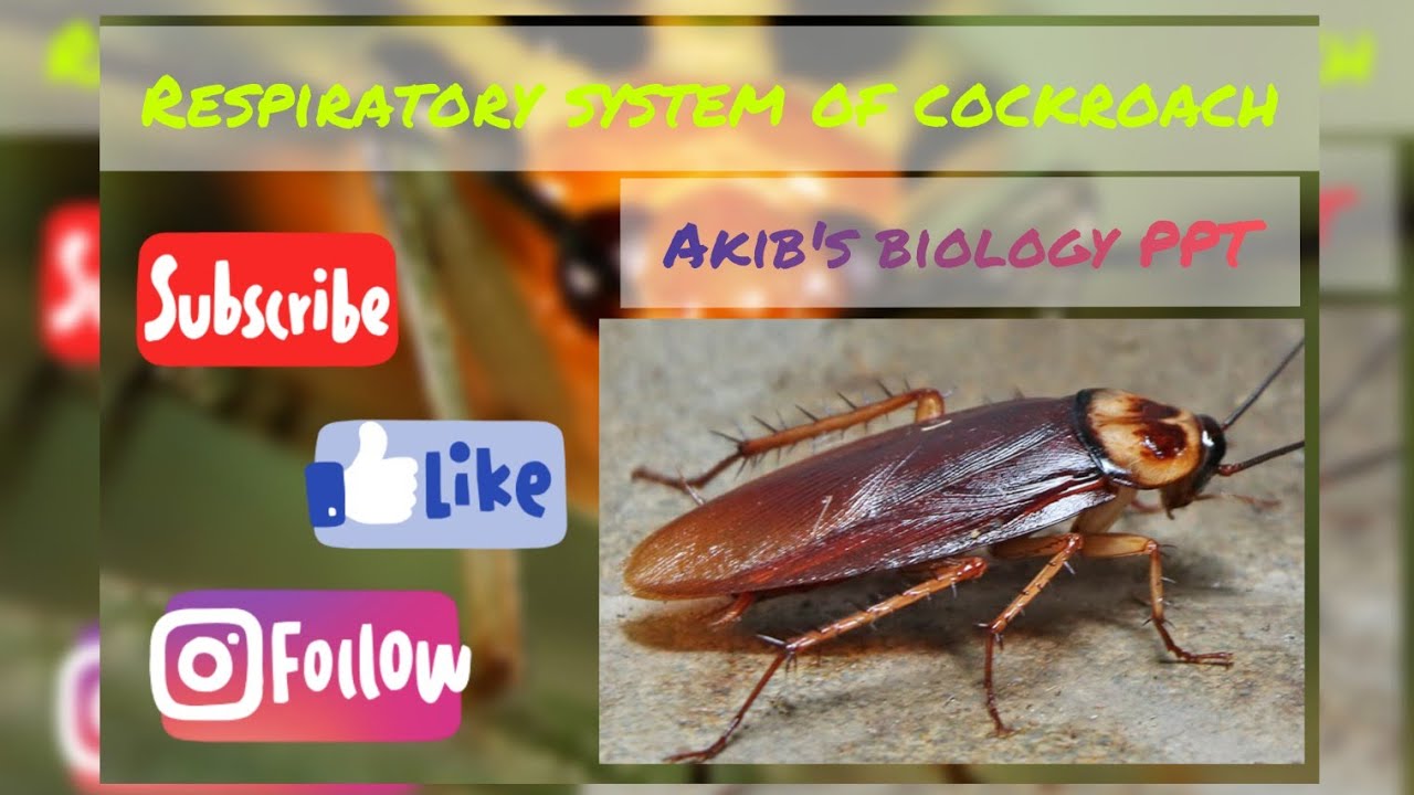 RESPIRATORY SYSTEM OF COCKROACH | NON CHORDATES | ZOOLOGY - YouTube