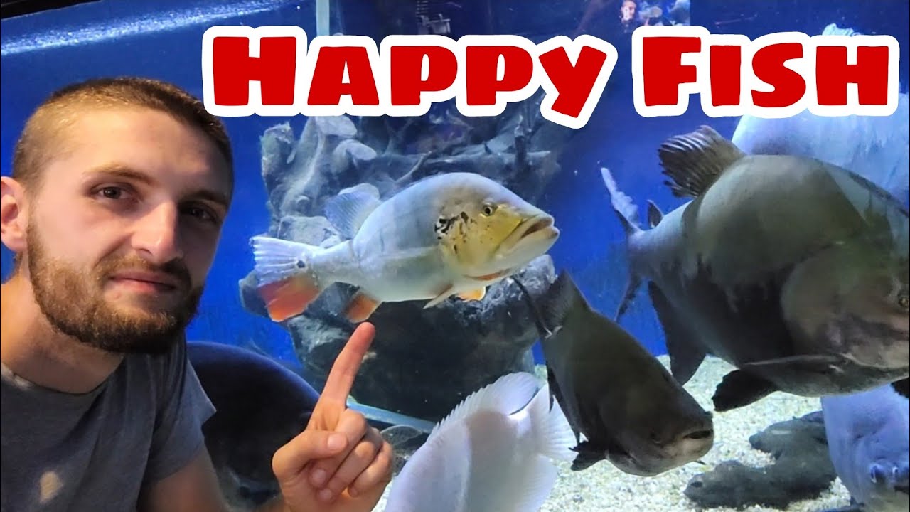 Sure Signs that your Fish are Happy and Healthy - YouTube