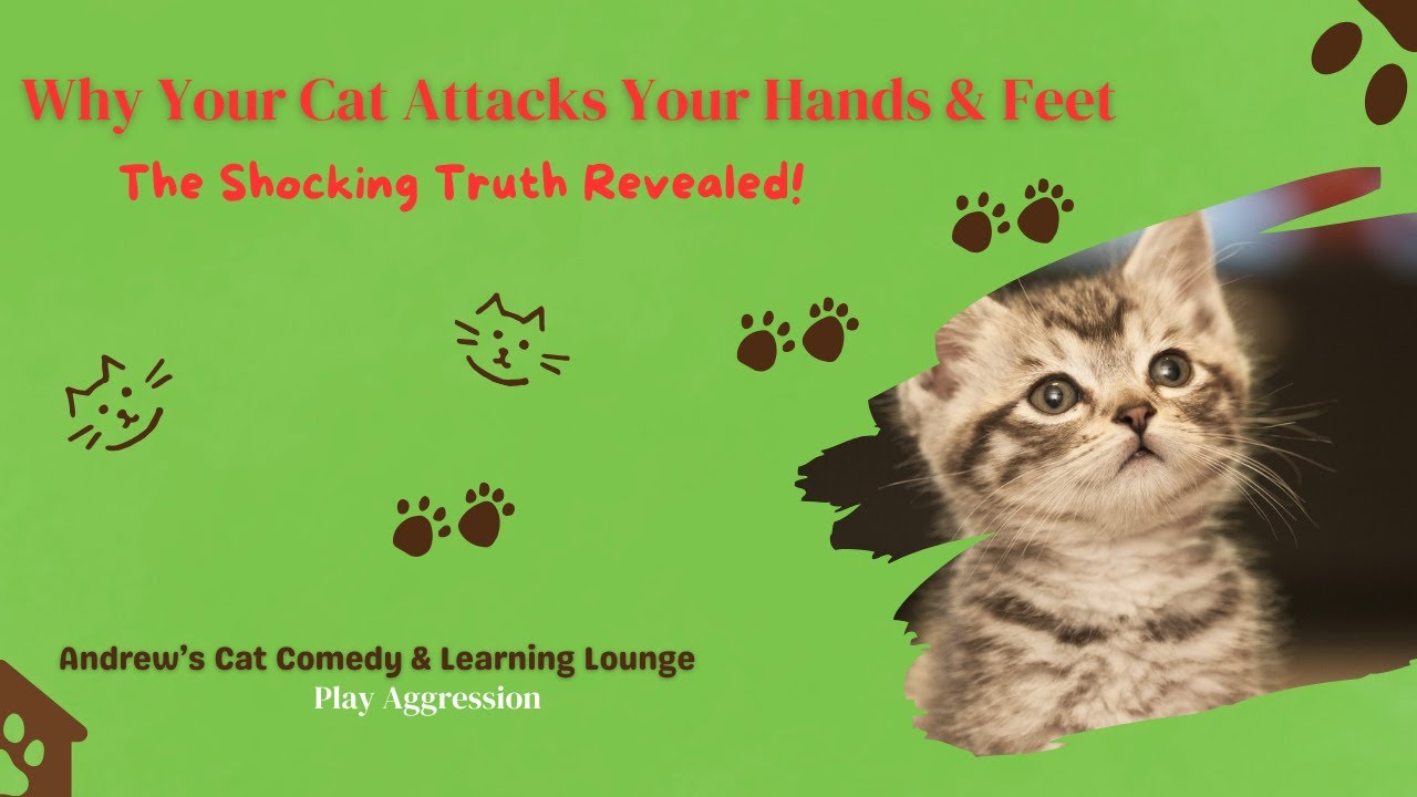 Why Your Cat Attacks Your Hands & Feet: The Shocking Truth Explained! 🐾 ...