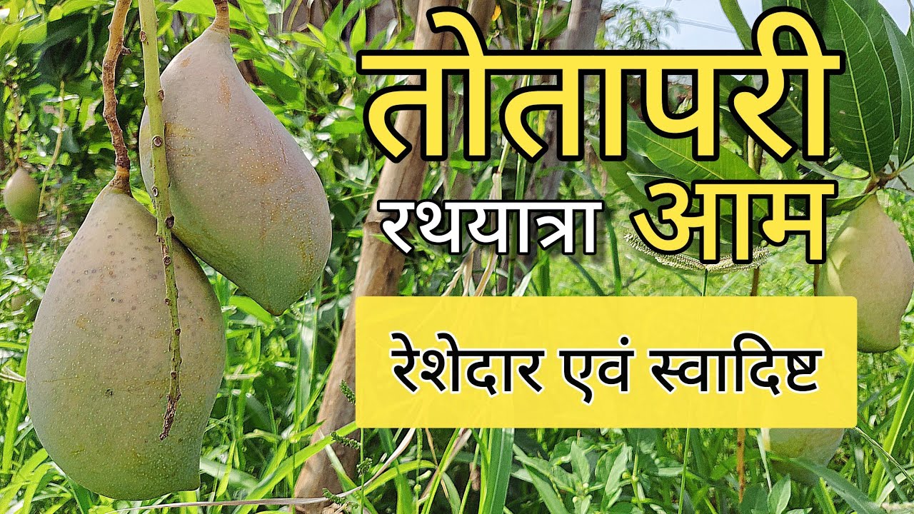 तोतापरी आम (रथयात्रा आम) रेशेदार और स्वादिष्ट #totapari #mango # ...