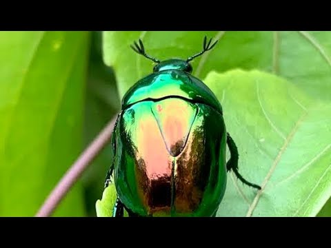 Escarabajo Tornasol 🪲 - YouTube