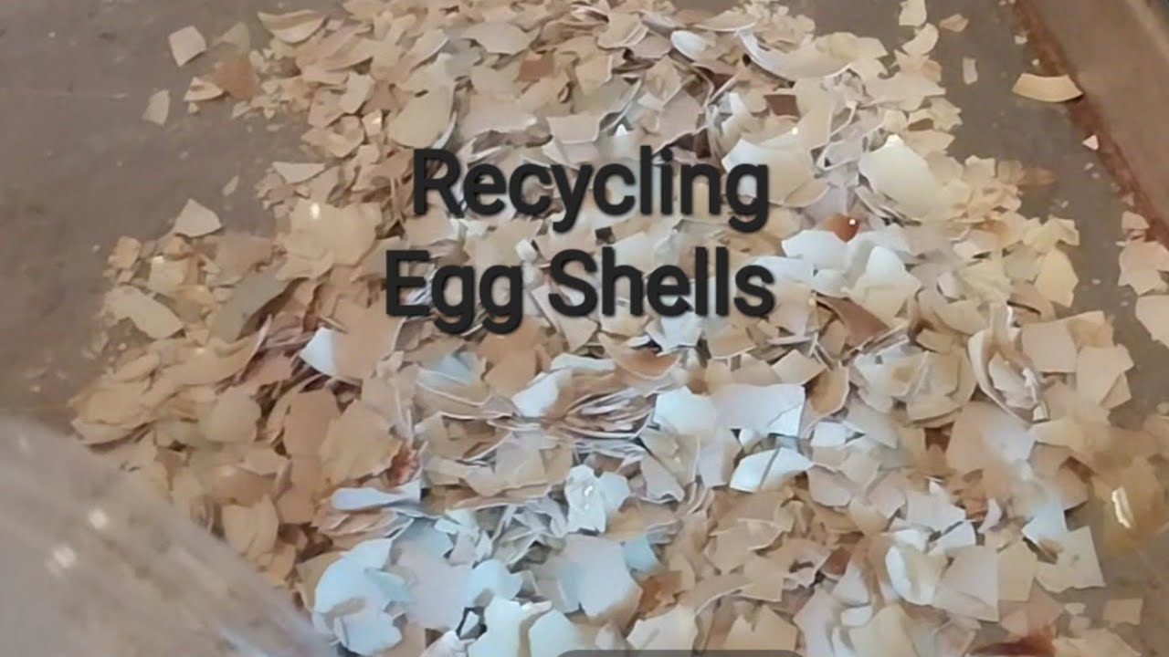 This is How I Process my Eggshells@JacquelineJaroffaith #eggshells - YouTube