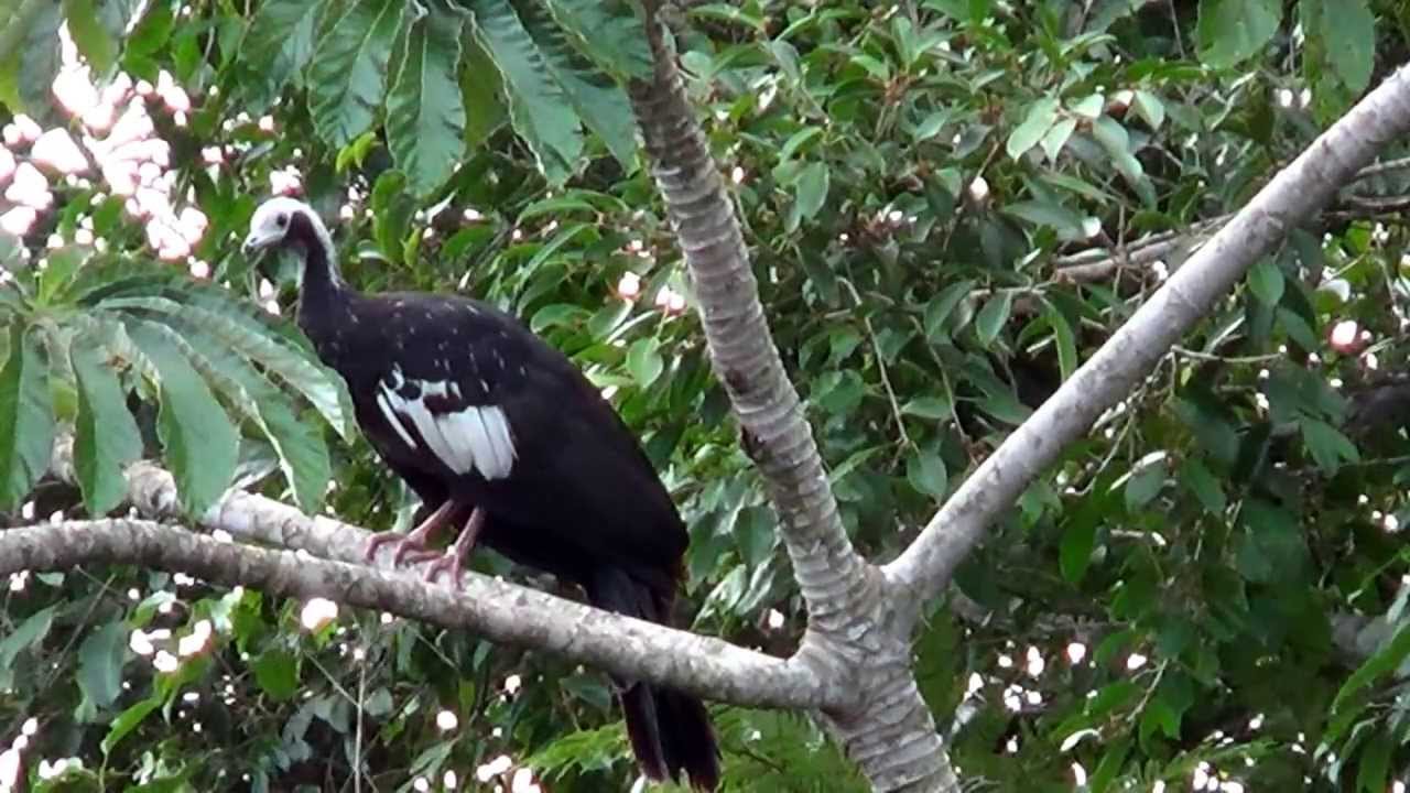 JACUTINGA-DE-GARGANTA-AZUL (ABURRIA CUMANENSIS), BLUE-THROATED PIPING ...
