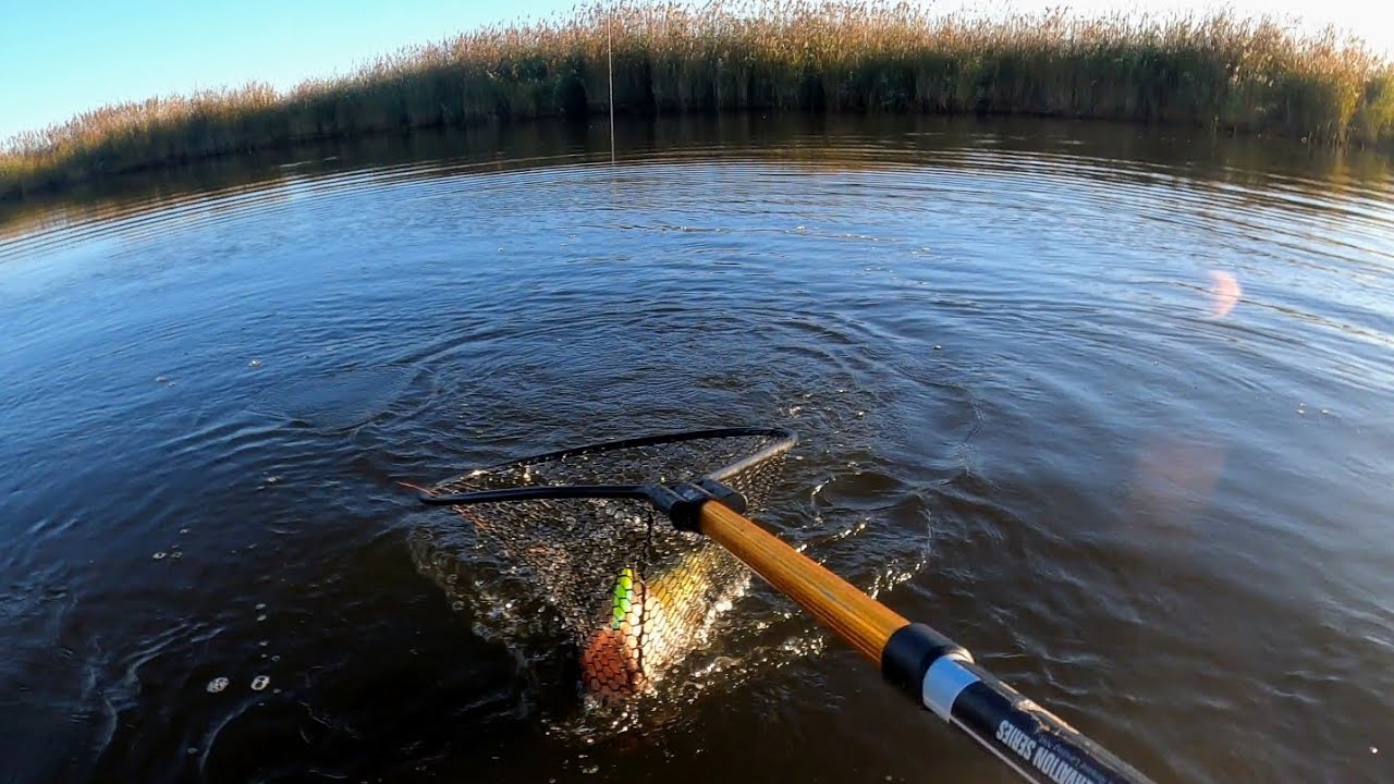 Hidden Virginia Gem...GIANT Topwater Bass...Back Bay Fishing. - YouTube