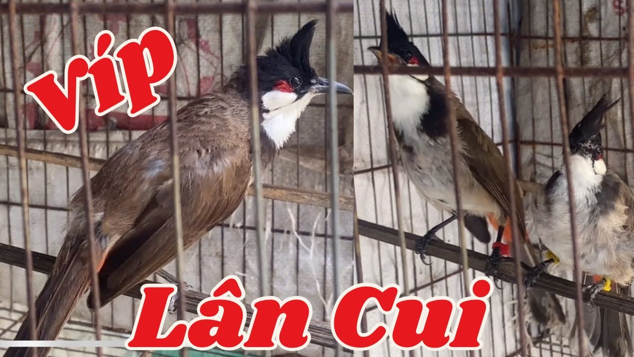 LÂN CUI yếm khít Đẹp nhất trong 30 con | tuyệt phẩm ae săn tìm Tập 1578 ...