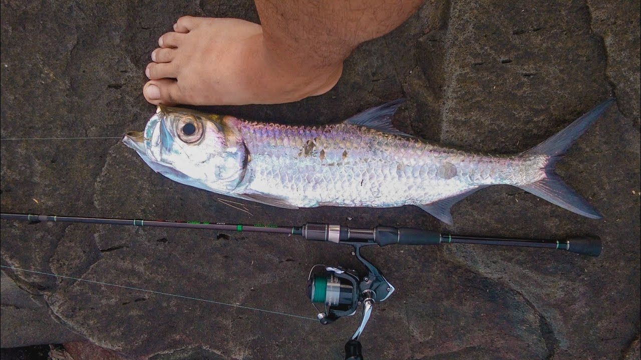 Biggest INDO-PACIFIC TARPON caught on UL - YouTube