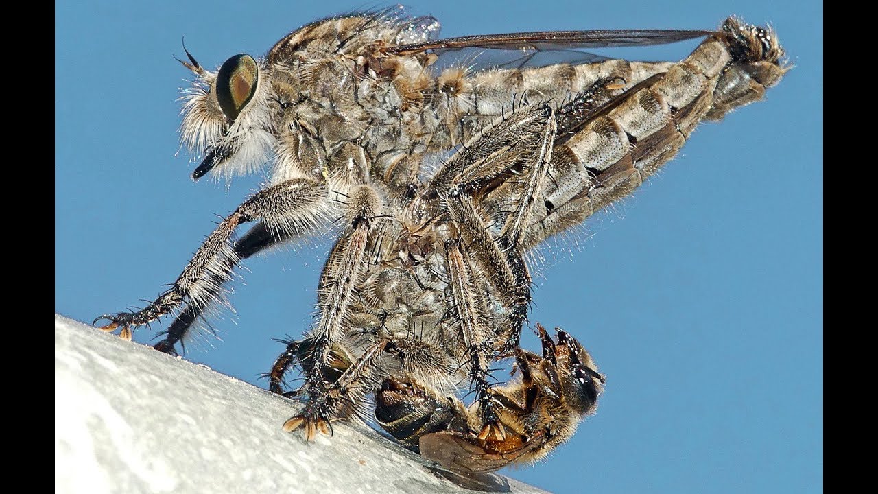Huge Robber Fly Mosca Assassina vs Honey Bee - YouTube