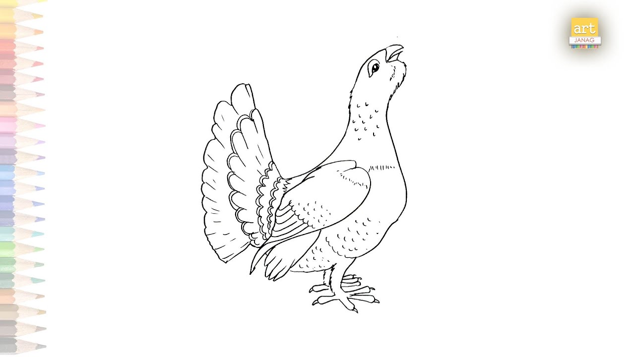 Capercaillie bird drawing | How to draw Western capercaillie step by ...