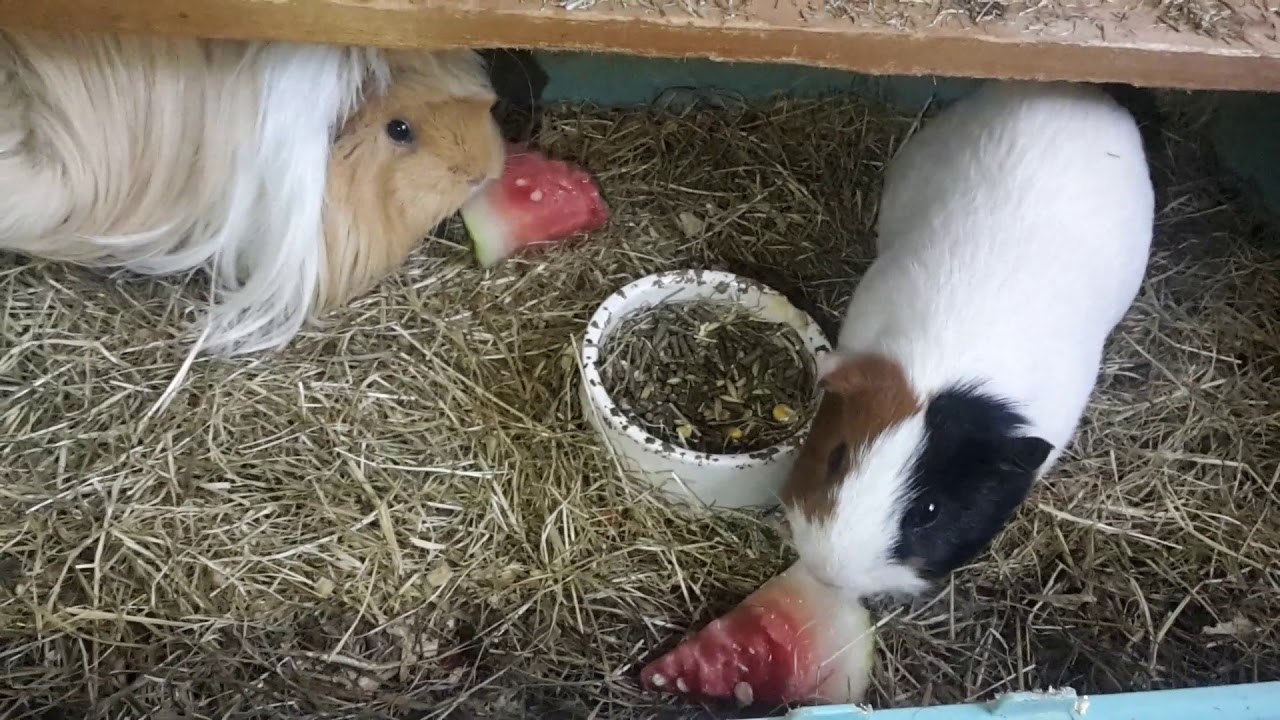 cavia's met rode watermeloen 18-09-2018 - YouTube