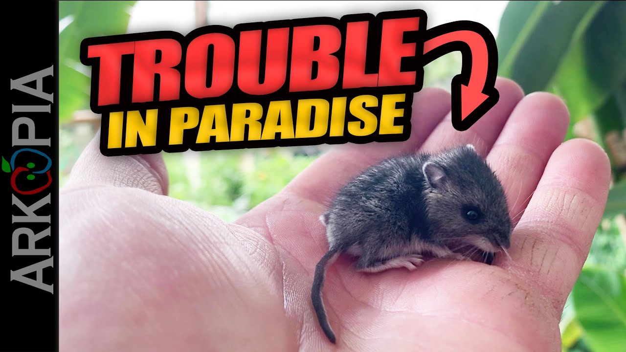 🐁Mice In The Greenhouse - It's an infestation. How I'm keeping it under ...