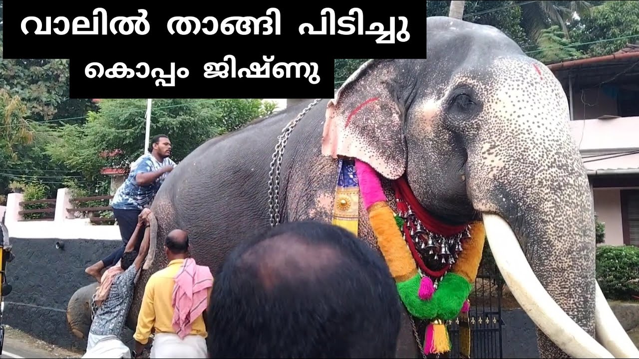 Puthuppally Sadhu l വാലിൽ താങ്ങി പിടിച്ചു കൊപ്പം ജിഷ്ണു - YouTube