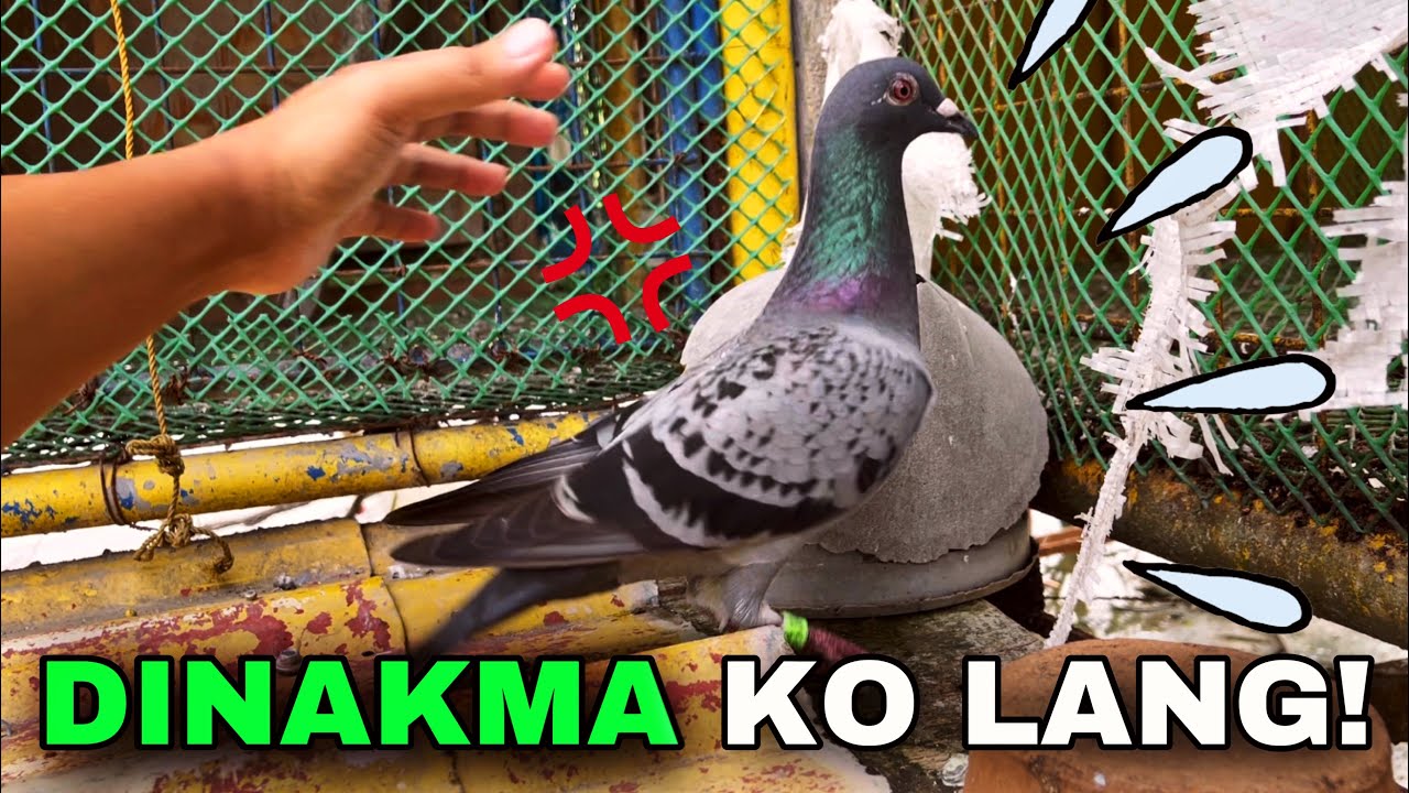 KALAPATING DAGIT 😅 - YouTube