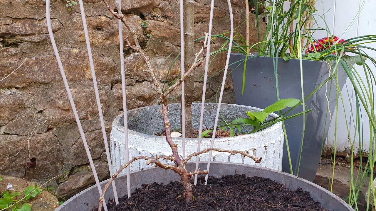 Dwarf 'Riesling' Grape Vine (Vitis Pixie). Perfect to grow in a patio ...