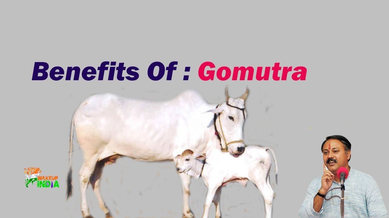 Benefits Of Gomutra : By Rajiv Dixit - YouTube