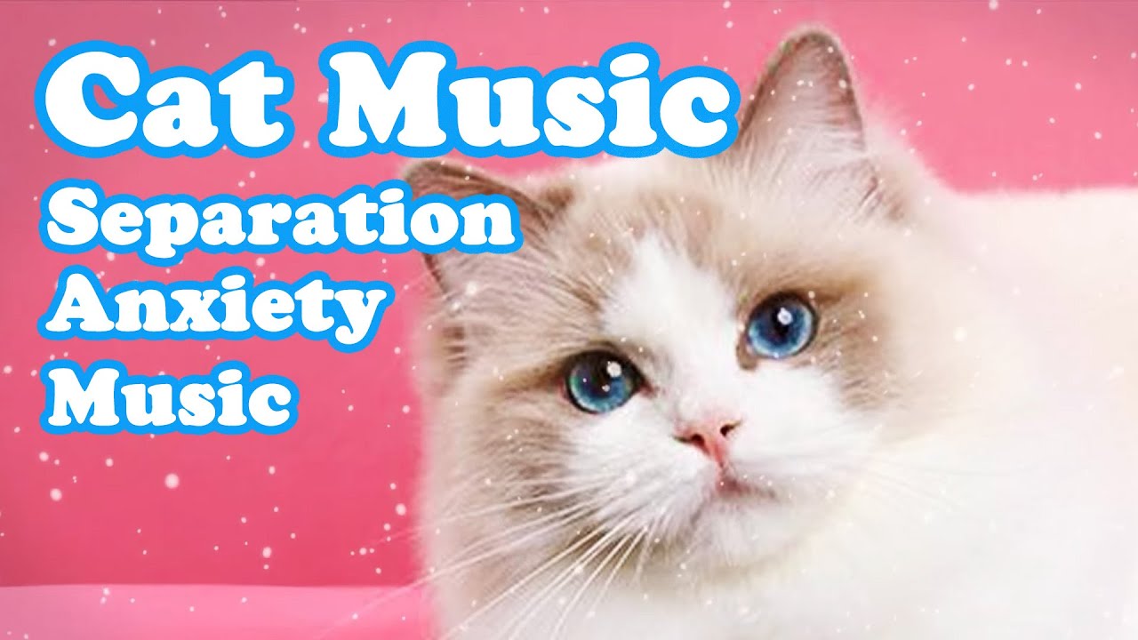 EXTRA LONG Music for Cats - 3 Hours of Cat Lullabies | Soothing Music ...
