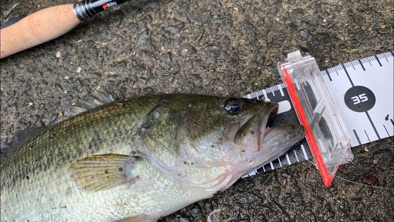 Bass Fishing in Hong Kong #3 - YouTube