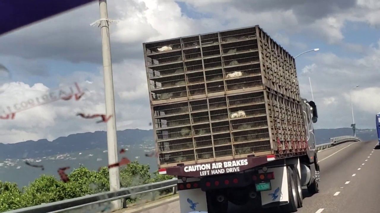 From Portmore To Tree Miles New Over Head Bridge To Half Way Three ...