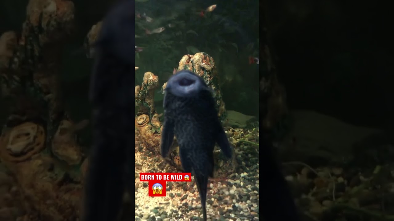 JANITOR FISH#shorts - YouTube